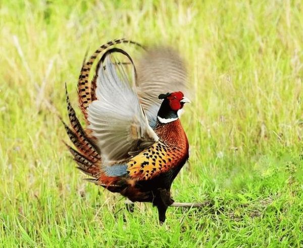 吃一只野鸡判多少年_野鸡保护级别与量刑标准-第2张图片-山城妙识