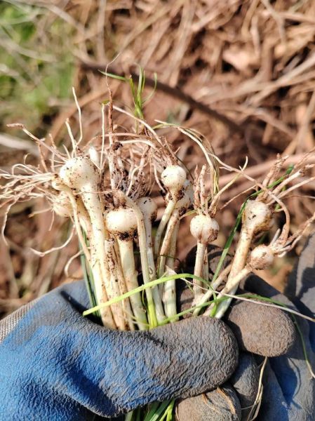 荞头什么时候种最合适_荞头种植最佳时间-第3张图片-山城妙识