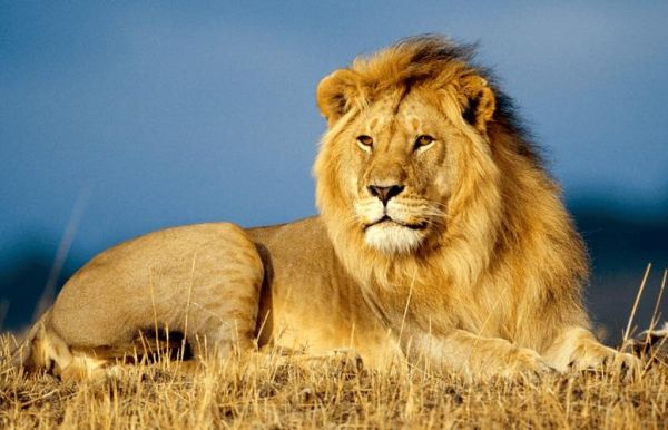 狮子图片高清_如何下载无水印大图-第1张图片-山城妙识