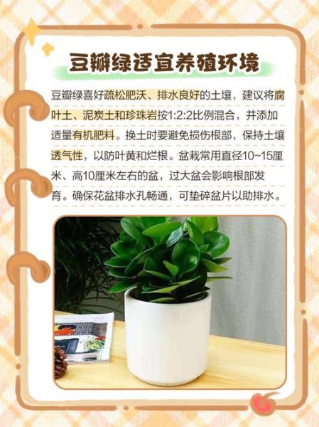 豆瓣菜怎么种_豆瓣菜种植方法-第1张图片-山城妙识