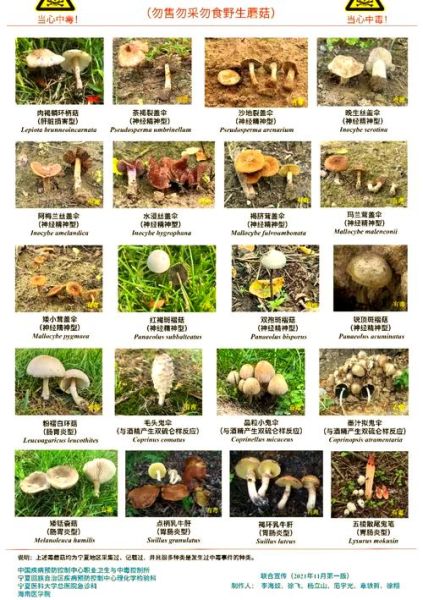 常见野生食用蘑菇有哪些_如何安全识别-第3张图片-山城妙识 常见野生食用蘑菇有哪些_如何安全识别-第3张图片-山城妙识
