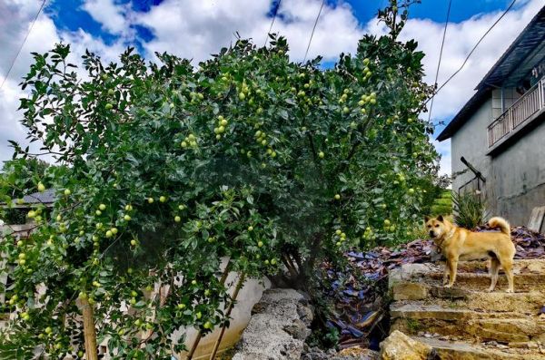 漂亮枣树图片大全_如何挑选高清素材-第1张图片-山城妙识