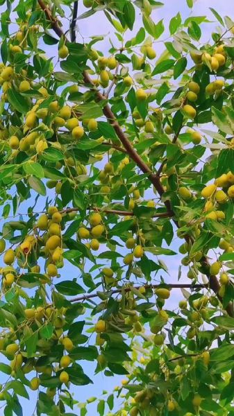 漂亮枣树图片大全_如何挑选高清素材-第3张图片-山城妙识