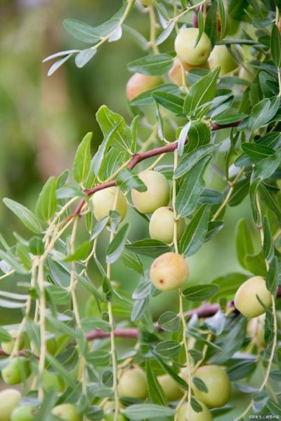 漂亮枣树图片大全_如何挑选高清素材-第2张图片-山城妙识