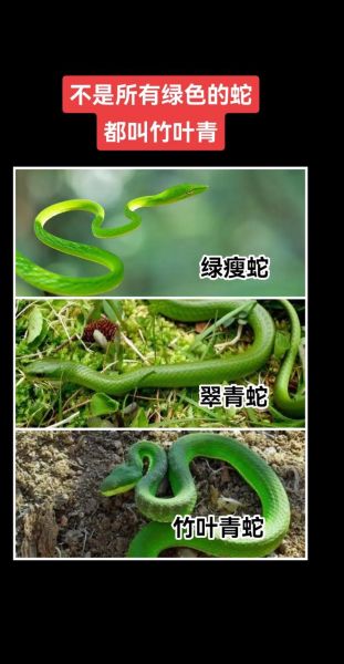 青竹蛇图片哪里找_青竹蛇有毒吗-第2张图片-山城妙识