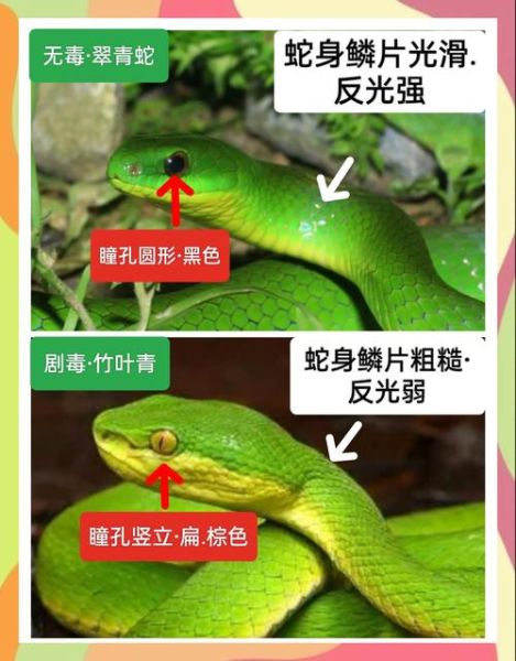 青竹蛇图片哪里找_青竹蛇有毒吗-第1张图片-山城妙识