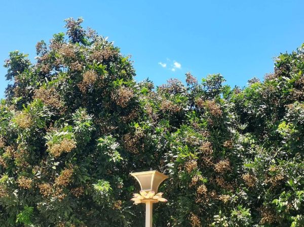 龙眼树图片_如何识别龙眼树品种-第1张图片-山城妙识