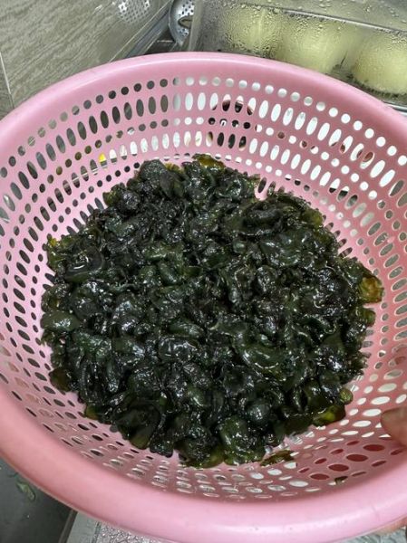 无土栽培地皮菜怎么做_无土栽培地皮菜需要哪些设备-第1张图片-山城妙识 无土栽培地皮菜怎么做_无土栽培地皮菜需要哪些设备-第1张图片-山城妙识