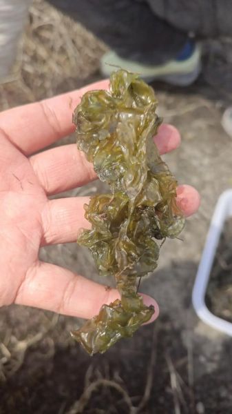 无土栽培地皮菜怎么做_无土栽培地皮菜需要哪些设备-第2张图片-山城妙识 无土栽培地皮菜怎么做_无土栽培地皮菜需要哪些设备-第2张图片-山城妙识