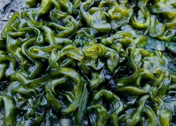 无土栽培地皮菜怎么做_无土栽培地皮菜需要哪些设备-第3张图片-山城妙识 无土栽培地皮菜怎么做_无土栽培地皮菜需要哪些设备-第3张图片-山城妙识