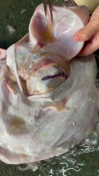 安康鱼雄鱼寄生_安康鱼雄鱼为什么变小-第3张图片-山城妙识