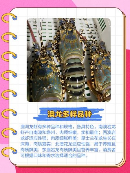 澳大利亚龙虾价格_多少钱一斤-第3张图片-山城妙识