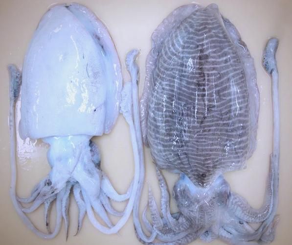 大乌贼长什么样子_大乌贼和章鱼区别-第2张图片-山城妙识