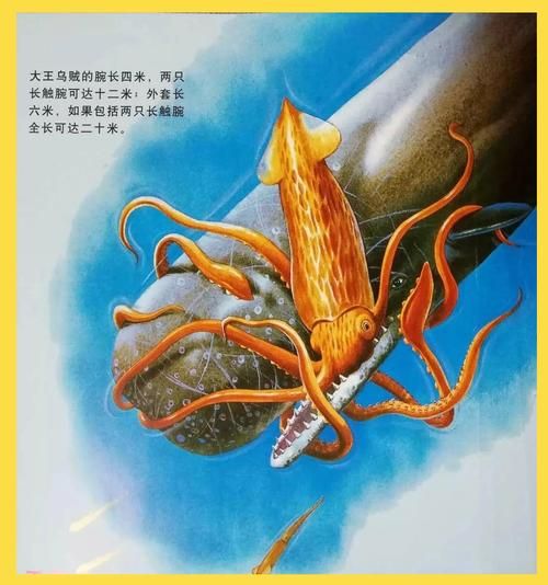 大乌贼长什么样子_大乌贼和章鱼区别-第3张图片-山城妙识