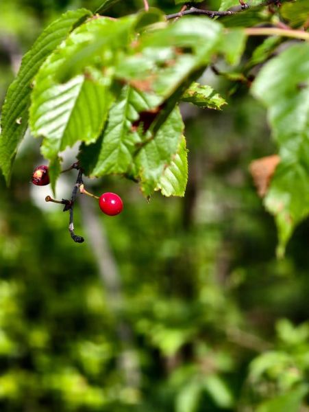 野樱桃的功效与作用禁忌_野樱桃可以天天吃吗-第3张图片-山城妙识