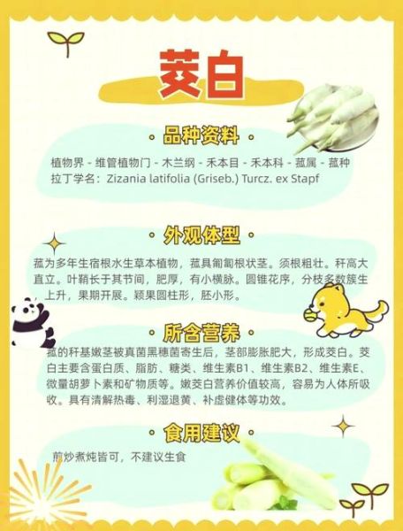 吃茭白的好处和坏处_哪些人不能吃茭白-第1张图片-山城妙识 吃茭白的好处和坏处_哪些人不能吃茭白-第1张图片-山城妙识