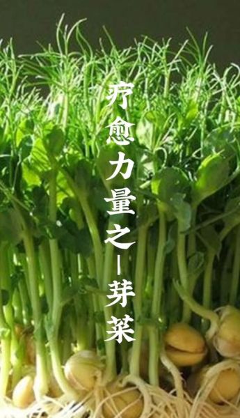 芽菜的功效与作用_芽菜怎么吃最营养-第2张图片-山城妙识