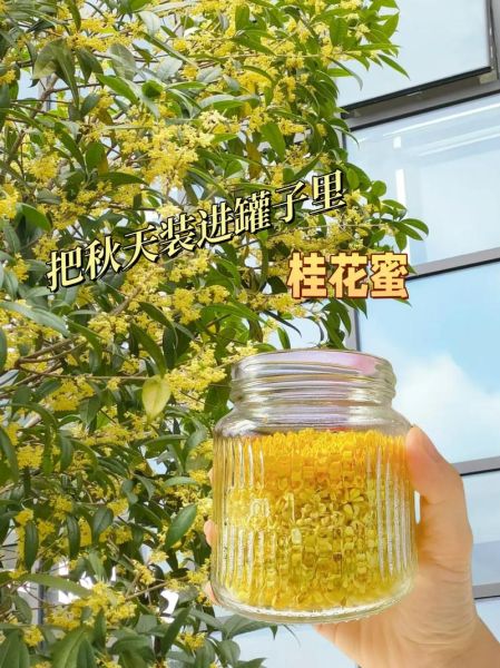 鲜桂花蜜怎么做_鲜桂花蜜保存多久-第1张图片-山城妙识