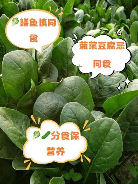 菠菜不能和什么一起吃_菠菜相宜相克食物表-第2张图片-山城妙识 菠菜不能和什么一起吃_菠菜相宜相克食物表-第2张图片-山城妙识