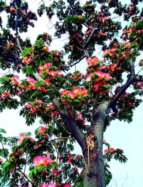 合欢花树花期多久_合欢花树适合种在庭院吗-第2张图片-山城妙识 合欢花树花期多久_合欢花树适合种在庭院吗-第2张图片-山城妙识