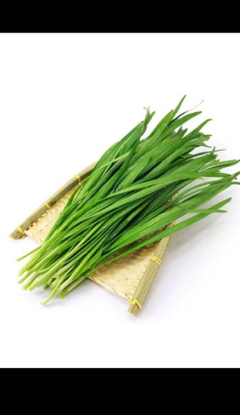 韭菜图片大全大图_实物图片长什么样-第1张图片-山城妙识
