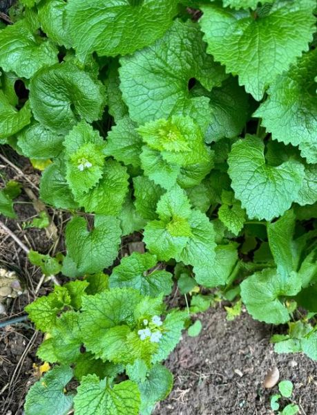 垂果大蒜芥是什么_垂果大蒜芥的功效与作用-第2张图片-山城妙识