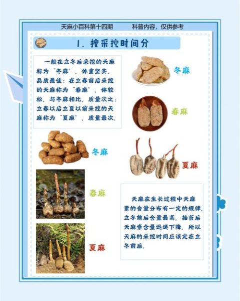 天麻的副作用有哪些_天麻长期吃会中毒吗-第1张图片-山城妙识