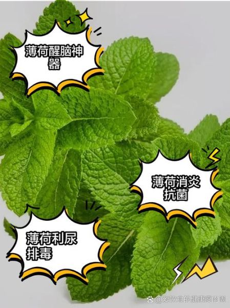 薄荷叶泡水洗脸有什么好处_薄荷叶泡水洗脸的正确方法-第2张图片-山城妙识