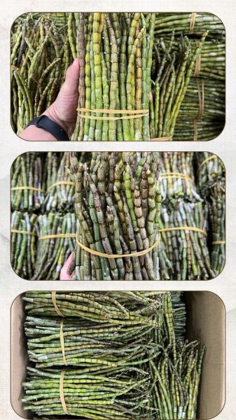 石斛价格多少钱一斤_铁皮石斛最新行情-第3张图片-山城妙识 石斛价格多少钱一斤_铁皮石斛最新行情-第3张图片-山城妙识