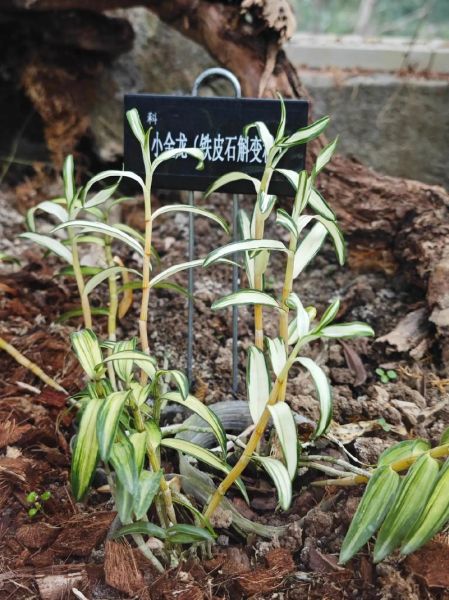 石斛价格多少钱一斤_铁皮石斛最新行情-第2张图片-山城妙识 石斛价格多少钱一斤_铁皮石斛最新行情-第2张图片-山城妙识