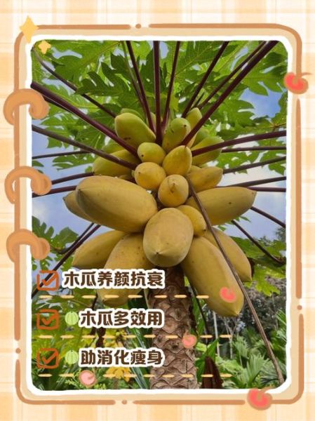 木瓜有丰胸作用吗_吃木瓜能增大胸部吗-第2张图片-山城妙识