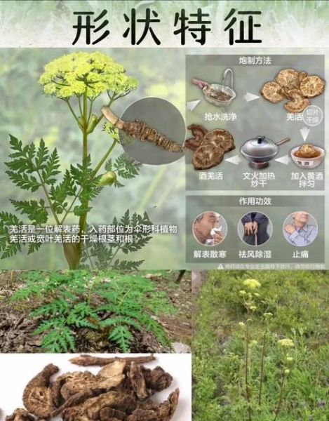 羌活的功效与作用禁忌_什么人不能吃羌活-第3张图片-山城妙识