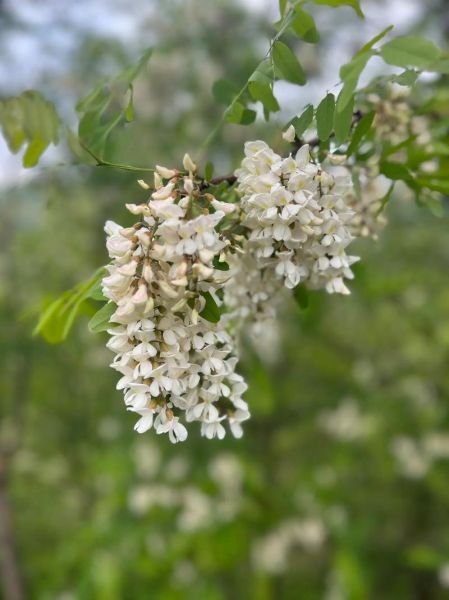 哪种花的蜂蜜最好_槐花蜜和椴树蜜哪个更优-第2张图片-山城妙识