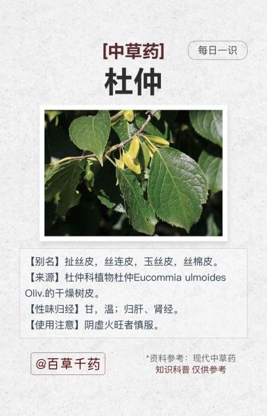 杜仲图片_功效与作用有哪些-第1张图片-山城妙识