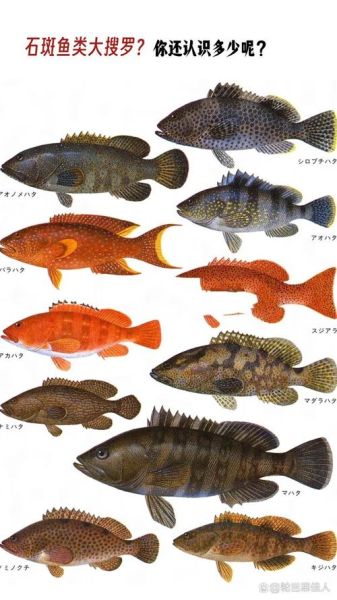 野生石斑鱼图片_如何分辨真假-第1张图片-山城妙识 野生石斑鱼图片_如何分辨真假-第1张图片-山城妙识