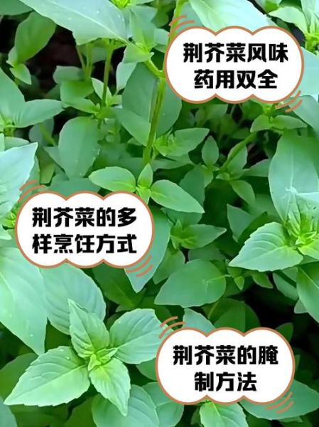 荆芥的功效与作用_荆芥能治疗哪些病-第3张图片-山城妙识