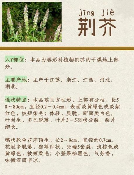 荆芥的功效与作用_荆芥能治疗哪些病-第1张图片-山城妙识