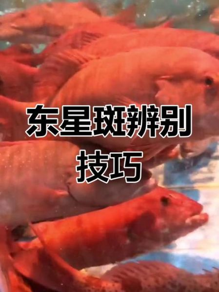 野生石斑鱼图片_如何分辨真假-第2张图片-山城妙识 野生石斑鱼图片_如何分辨真假-第2张图片-山城妙识