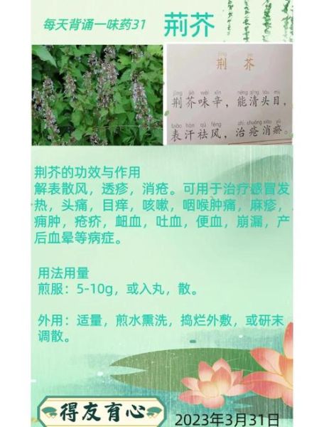 荆芥的功效与作用_荆芥能治疗哪些病-第2张图片-山城妙识