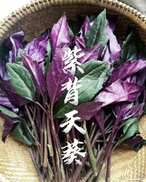 紫背天葵怎么吃_紫背天葵的做法大全-第1张图片-山城妙识