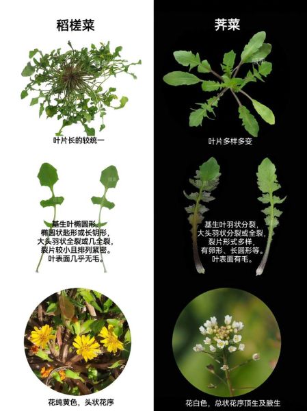 荠菜图片及识别方法_荠菜怎么分辨真假-第1张图片-山城妙识