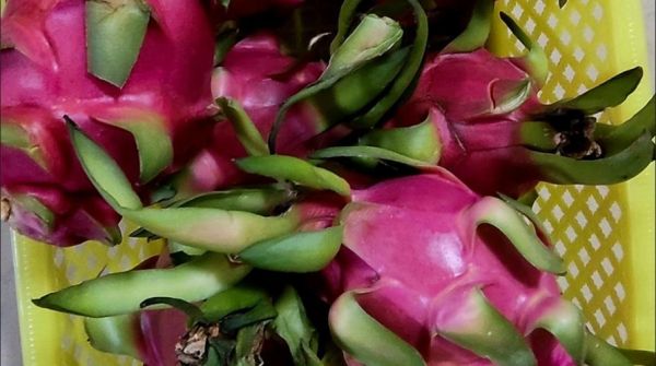 吃火龙果减肥还是增肥_火龙果热量高吗-第3张图片-山城妙识