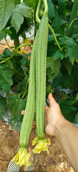 洋丝瓜图片长什么样_洋丝瓜和佛手瓜区别-第2张图片-山城妙识 洋丝瓜图片长什么样_洋丝瓜和佛手瓜区别-第2张图片-山城妙识