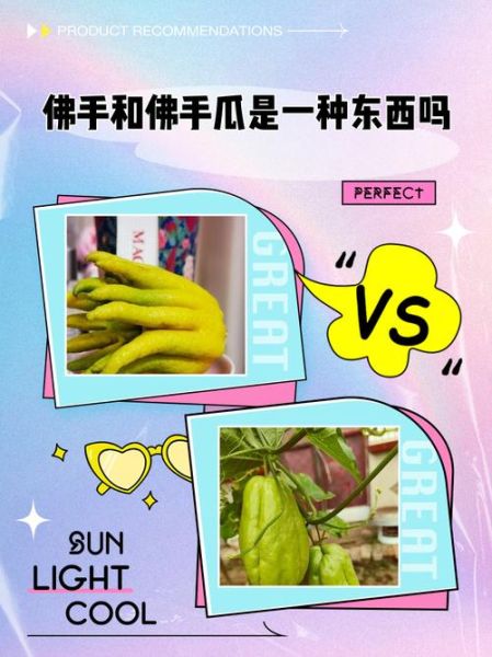 洋丝瓜图片长什么样_洋丝瓜和佛手瓜区别-第3张图片-山城妙识 洋丝瓜图片长什么样_洋丝瓜和佛手瓜区别-第3张图片-山城妙识