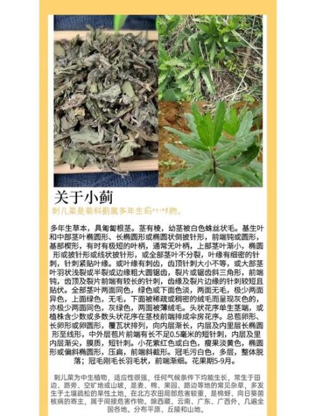 小蓟泡水喝有什么功效_小蓟泡水喝的禁忌-第2张图片-山城妙识