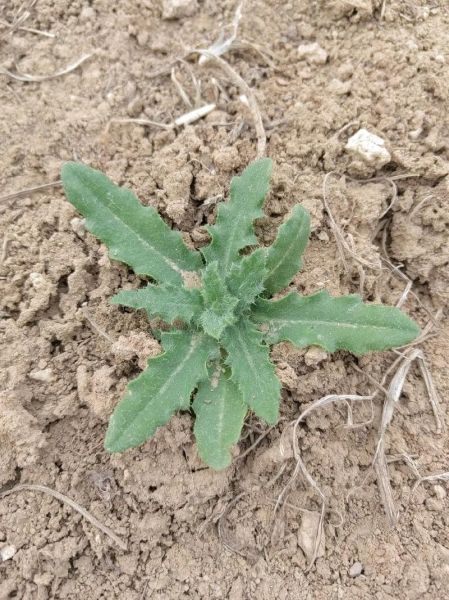 小蓟泡水喝有什么功效_小蓟泡水喝的禁忌-第3张图片-山城妙识