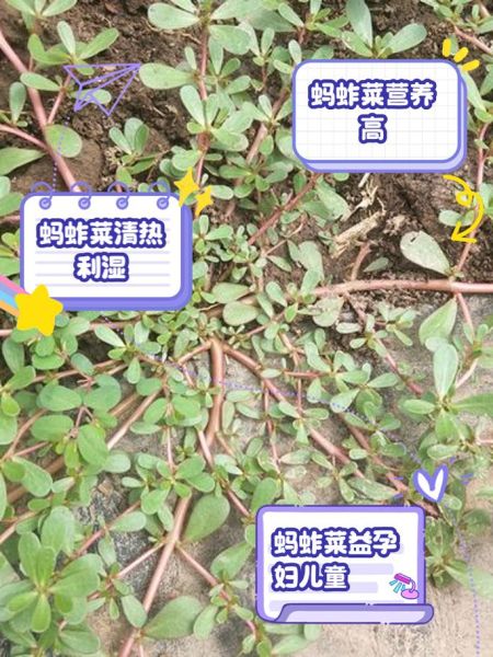 蚱蜢怎么养_蚱蜢吃什么食物-第2张图片-山城妙识