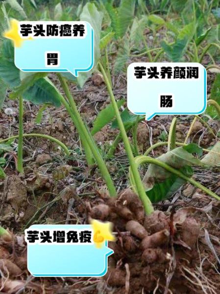 常吃芋头能让肿瘤消失吗_芋头抗癌真相-第1张图片-山城妙识