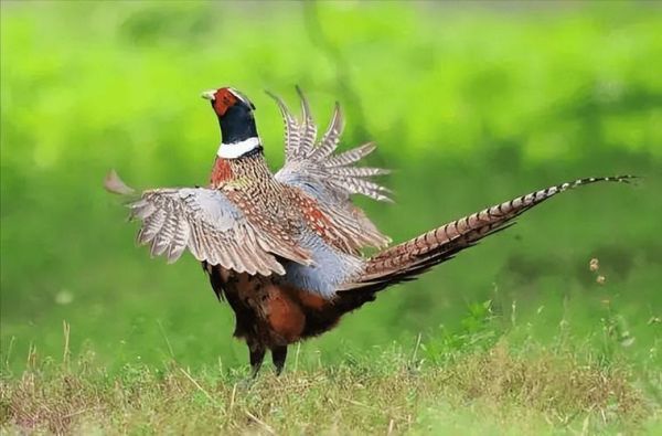 野鸡和山鸡的区别_野鸡是不是保护动物-第1张图片-山城妙识