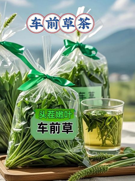 车前草一般喝几天_车前草喝多久见效-第2张图片-山城妙识